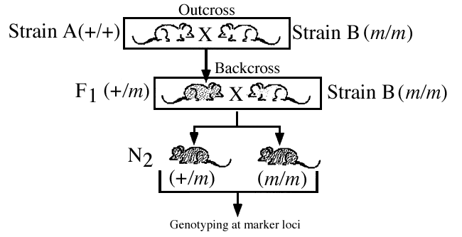 Figure 9.11 - Illustration of a Backcross Mapping Protocol