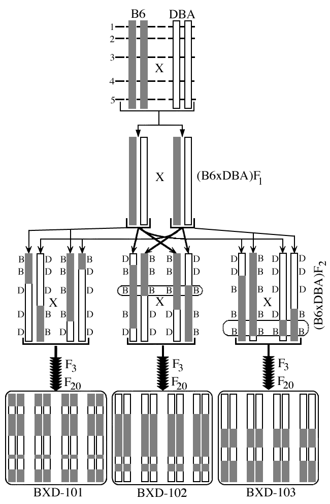 Figure 9.4 - Construction of a Set of RI Strains