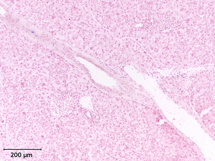 Gria3 In situ reporter (knock in) Gene Expression Assay - GXD