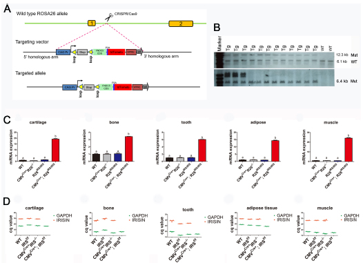 Gene Expression Image Detail