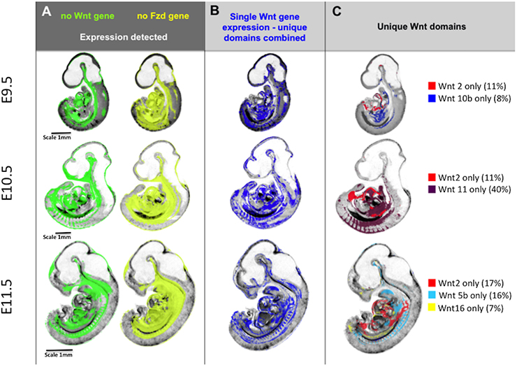 Wnt10b RNA in situ Gene Expression Assay - GXD