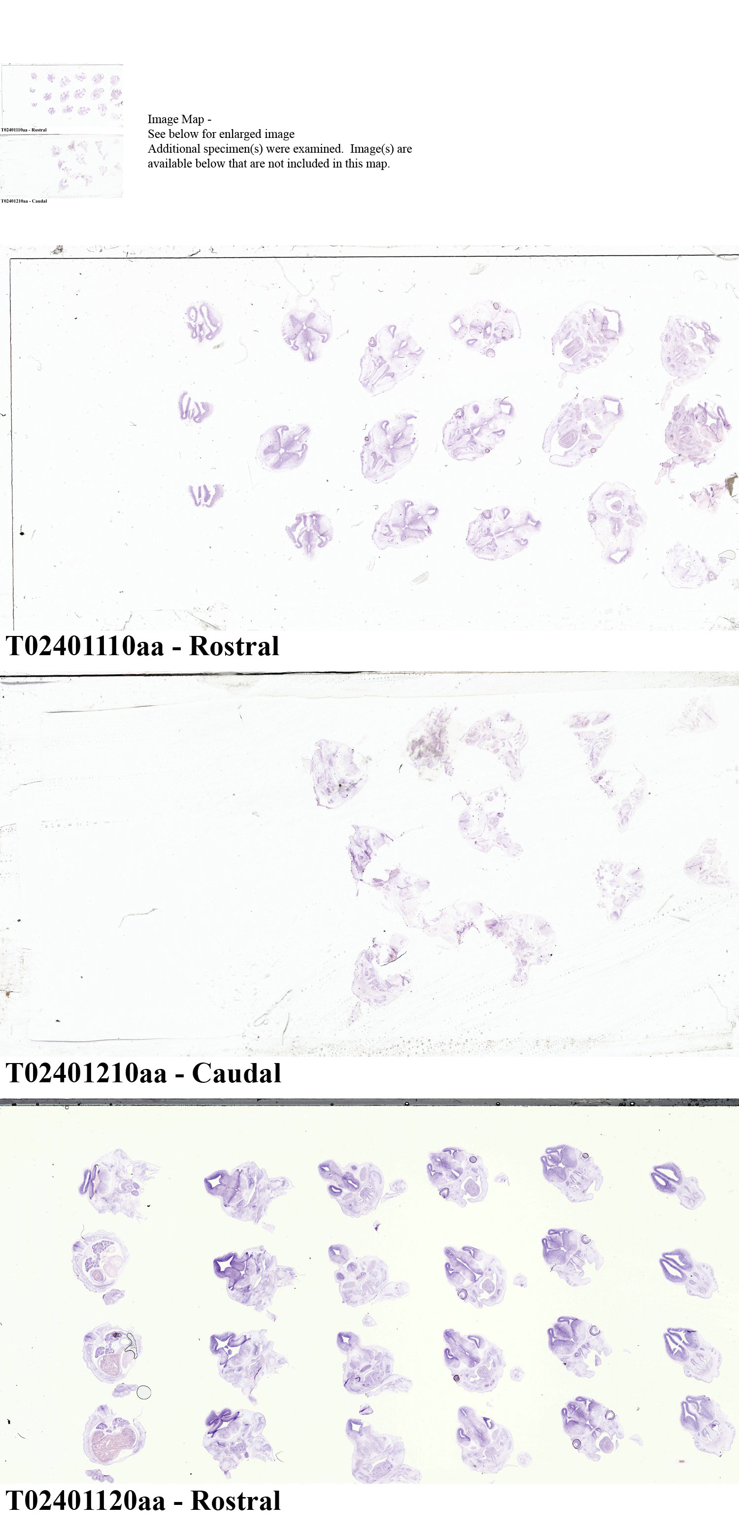 Gene Expression Image Detail